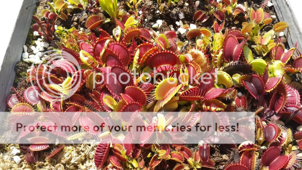 Some Dionaea from South Korea - FlyTrapCare Forums